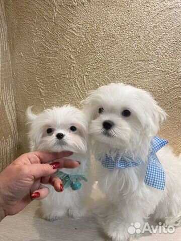 Кукольный мальчик мальтез супер mini