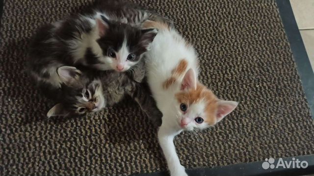 Котята в добрые руки