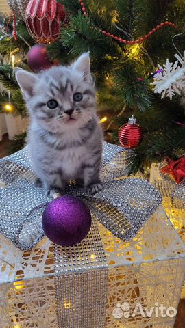 Британские котята