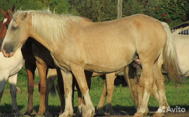 Кобылы для кумыса или туризма