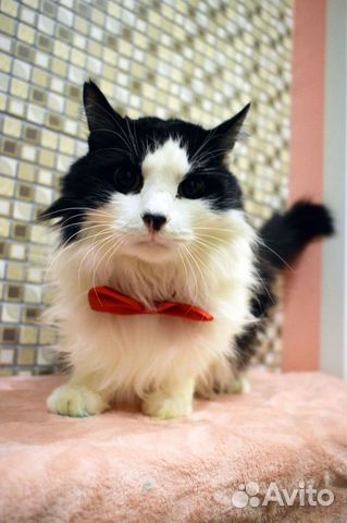Котик Эшли 4 года