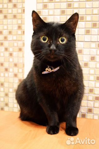 Котик Тайсон 5 лет