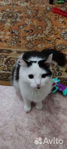 Чёрно-белый кот с бородкой по кличке «Лексус»