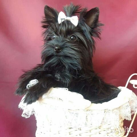 Йоркширский терьер,одна на миллион