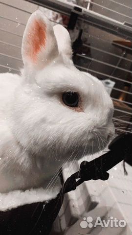 Карликовый кролик гермелин, голубые глаза