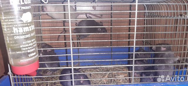 Декоративные крыски