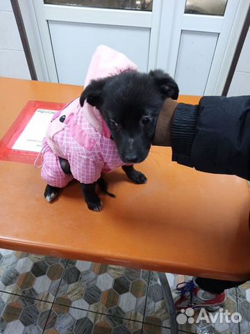 Собачка в добрые руки (девочка)