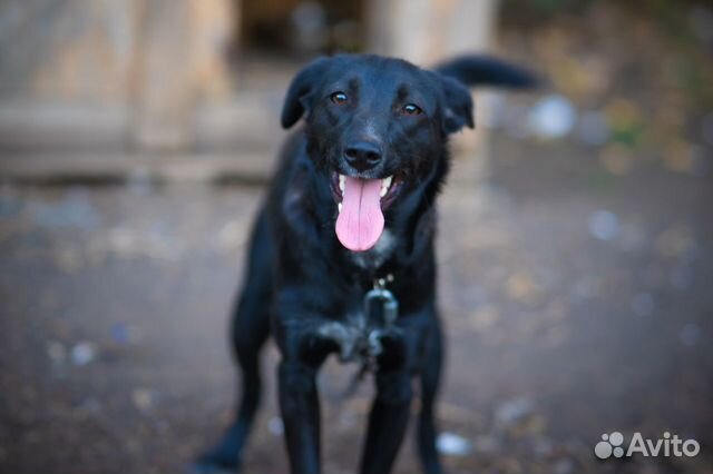 Собака в добрые руки