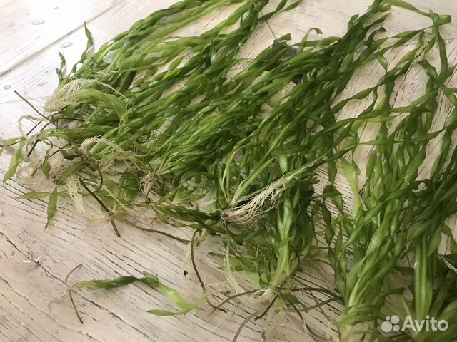 Валиснерия. Растение в аквариум