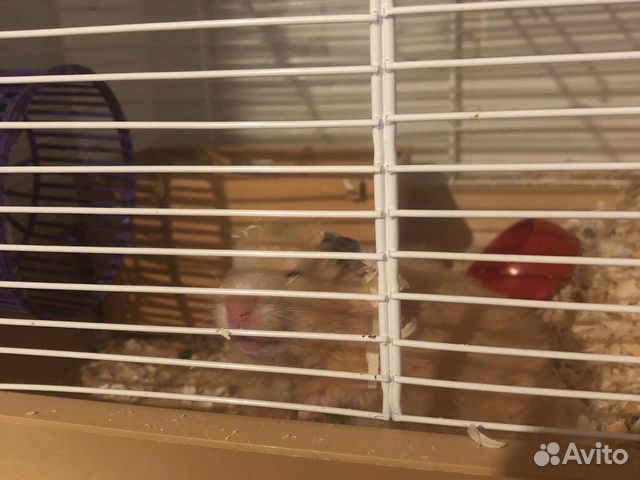 Сирийский хомяк в добрые руки