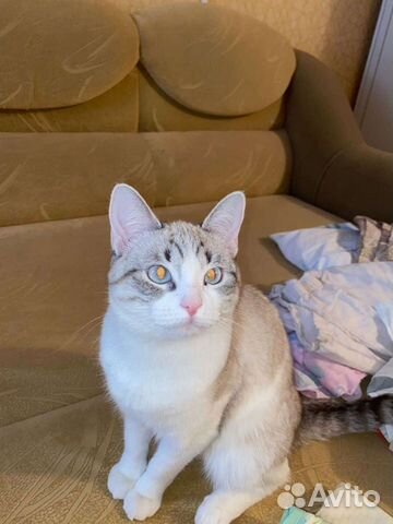 Кошка в дар