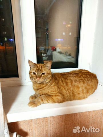 Кот в добрые руки