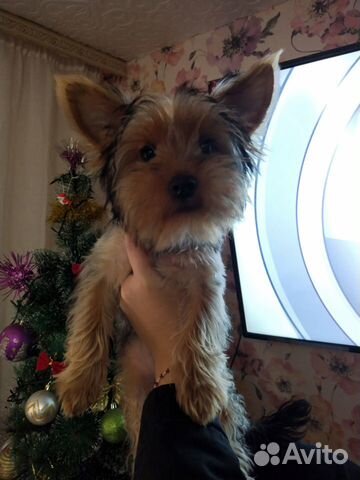 Йоркширский терьер стандарт