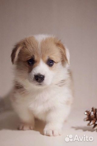 3 Джентельмена и леди Вельш Корги Пемброк