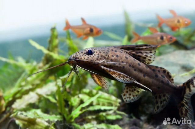Анциструс Сомик прилипала и перевертыш