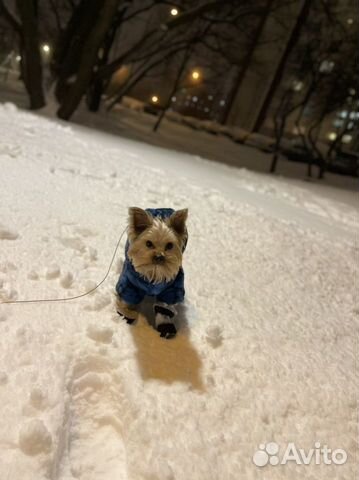 Йоркширский терьер вязка