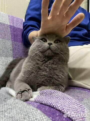 Британский мальчик