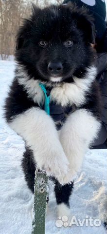 Очаровательный Щенок Чарли