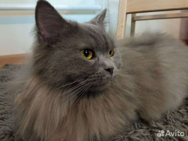 Персидская кошка