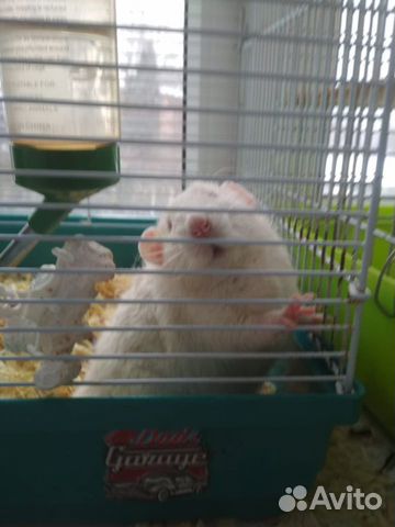Крыса в добрые руки с клеткой