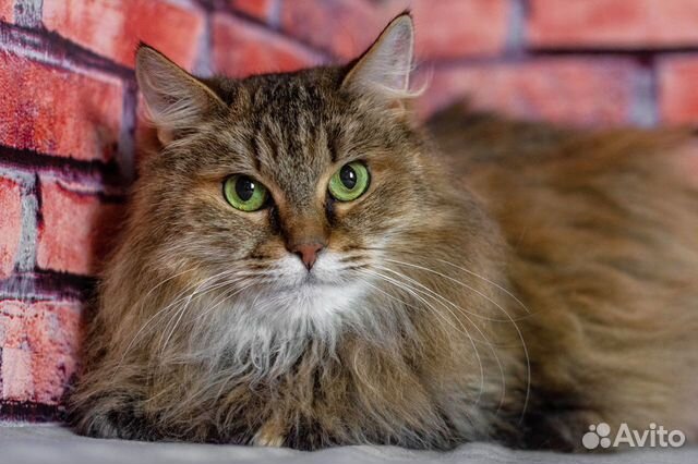 Кошечка Фиона 4 года