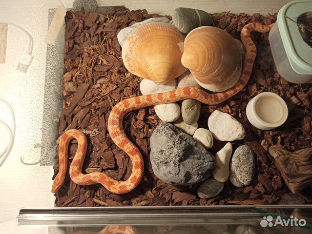 Маисовый полоз с террариумом