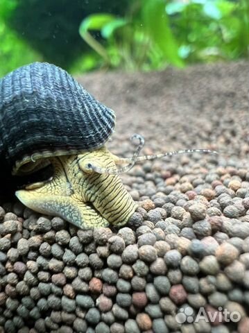 Улитка тиломелания