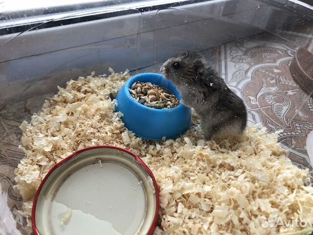 Джунгарский хомяк