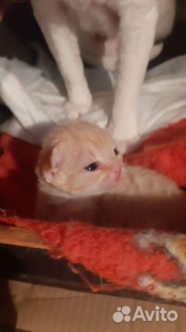 Котенок девон рекс