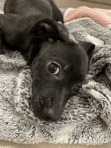 Щенок девочка в добрые руки бесплатно