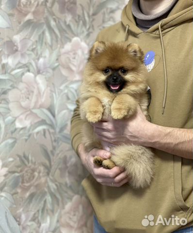 Шпиц мальчик Бруно