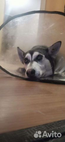 Молодой хаски