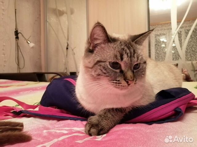 Тайские кошки бесплатно