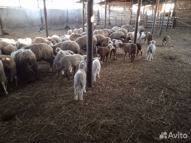 Овцы бараны