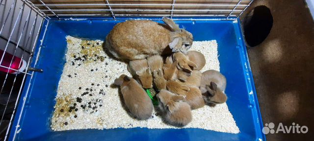 Крольчата месячные карликовые