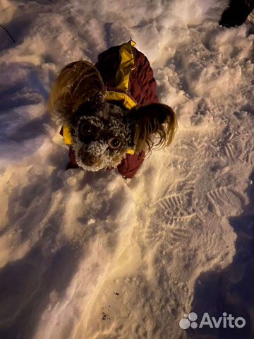 Русский той-терьер