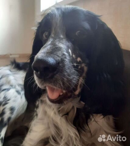 Русский спаниель мальчик вязка