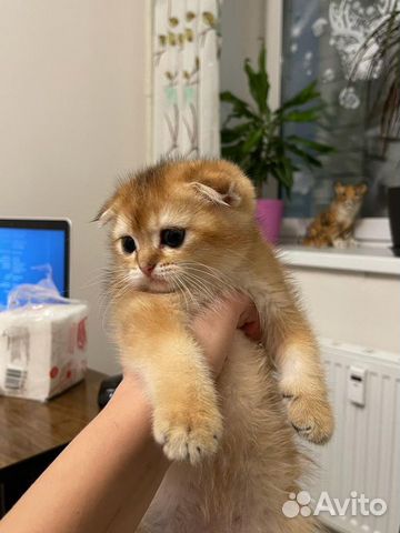 Золотой тикированный котик