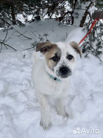 Щенок в добрые руки