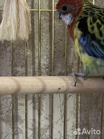 Розелла попугай самец 2 года