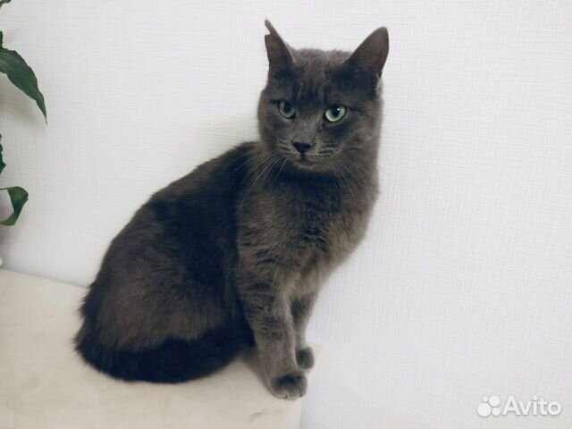 Русская голубая