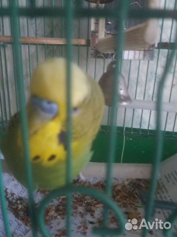 Отдам в добрые руки