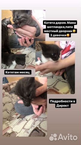 Котята шотландские бесплатно