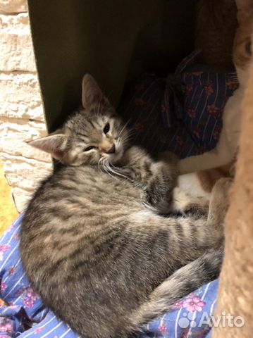 Кошка