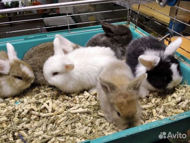 Декоративные кролики
