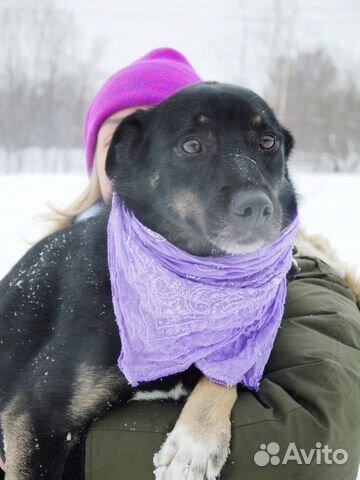 Багги ищет дом