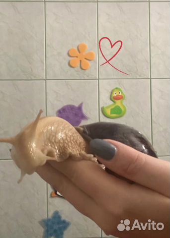 Улитки ахатины