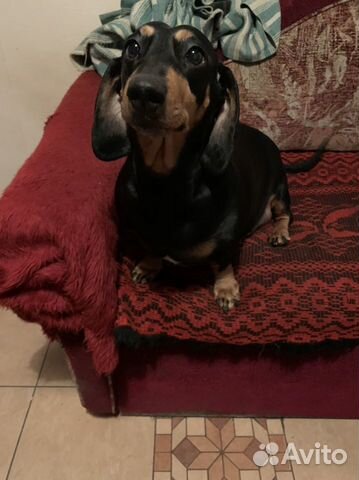 Такса породистая родлслоаная 6лет, 15 кг на случку