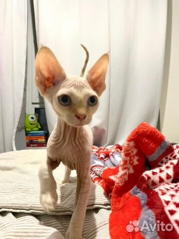 Котята девон-рекс
