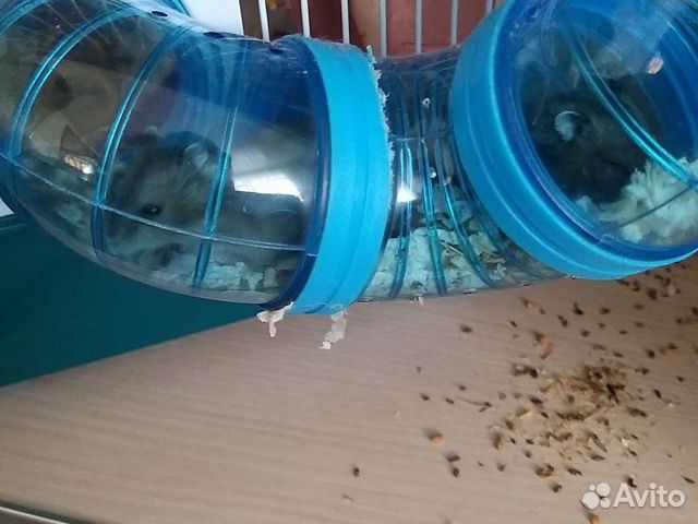 Джунгарские хомячки (3 недели) бесплатно